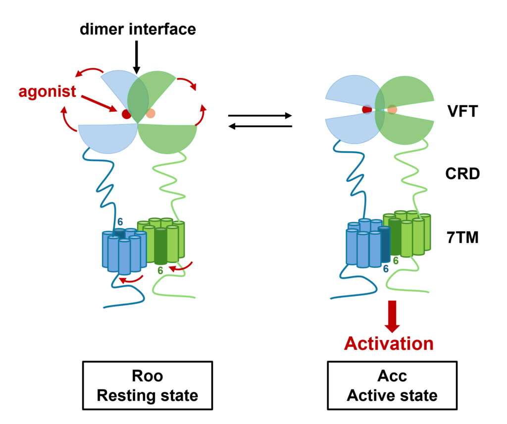 GOLD in Action: A Binding Mode Study | CCDC