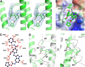 GOLD: The All In One Molecular Docking Package | CCDC